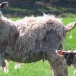 Hogyan kell kezelni a juhokat a kullancsokból: Előkészületek és népi jogorvoslatok kezelésére 6129_5