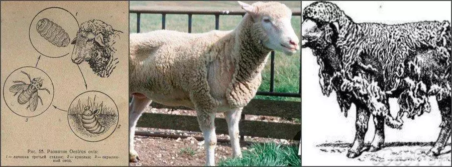 От лечение на овце от кърлежи и въшки, наркотици и народни средства
