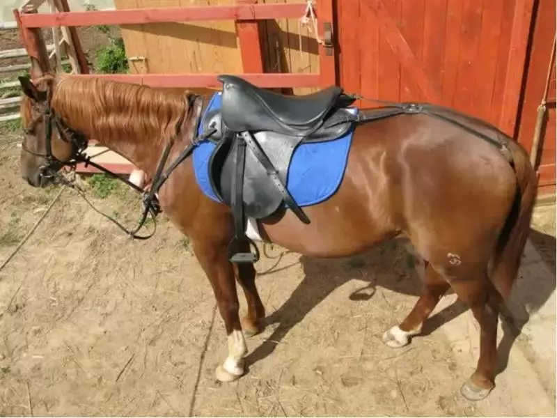Cavalry Saddle.