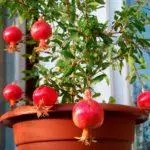 Pomegranate Dwarf Carthage: Growing from seeds at home and care 6134_1