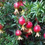 Pomegranate Dwarf Carthage: Growing from seeds at home and care 6134_10