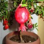 Pomegranate Dwarf Carthage: Growing from seeds at home and care 6134_11