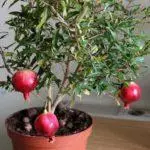 Pomegranate Dwarf Carthage: Growing from seeds at home and care 6134_2