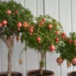 Pomegranate Dwarf Carthage: Growing from seeds at home and care 6134_3