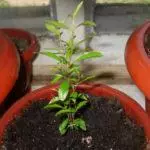 Pomegranate Dwarf Carthage: Growing from seeds at home and care 6134_5