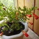 Pomegranate Dwarf Carthage: Growing from seeds at home and care 6134_6