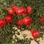 Pomegranate Dwarf Carthage: Growing from seeds at home and care 6134_9