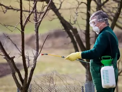 Spray the crown of wood