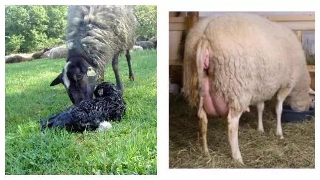 Proses persalinan dalam domba