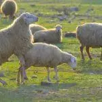 Falling Sheep: Ketika kematangan seks dan metode inseminasi terjadi 6137_2