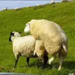 Falling Sheep: Ketika kematangan seks dan metode inseminasi terjadi 6137_3