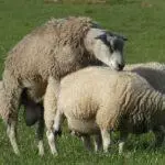 Falling Sheep: Ketika kematangan seks dan metode inseminasi terjadi 6137_4