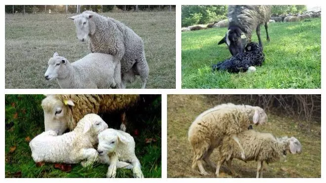 Memasangkan domba