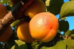 Tlhaloso ea apricot of apricot tsa peerekisi le tšobotsi ea ho hanyetsa serame, seriti