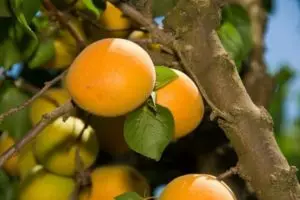 Nkọwa nke APricot iche Siberian Baikalov, njirimara nke mkpụrụ na peculiarities nke na-eto