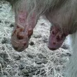 Krankheiten Euter von Kühe: 16 Gemeinsame Beschwerden und ihre Behandlung 6144_11