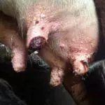 Krankheiten Euter von Kühe: 16 Gemeinsame Beschwerden und ihre Behandlung 6144_12