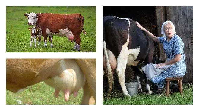 16 젖소와 그들의 치료에서 일반적인 질병