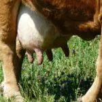 Haigused UDDER lehmad: 16 Ühised tervisehäired ja nende ravi 6144_3