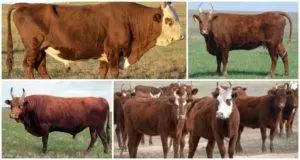 Cause e segni di reticolite traumatica in bovini, trattamento e prevenzione