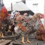 Leningrad Count Chickens: تفصیل اور دیکھ بھال، کمزور قوانین 6146_1