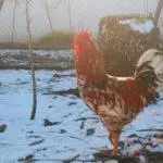 CountRad Count Chickens: Disgrifiad a Gofal, Rheolau gwanhau 6146_2