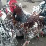 CountRad Count Chickens: Disgrifiad a Gofal, Rheolau gwanhau 6146_3