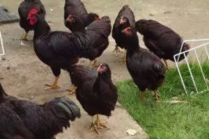 Penerangan dan ciri-ciri ayam Pulau Rock, ciri pembiakan