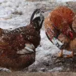 CountRad Count Chickens: Disgrifiad a Gofal, Rheolau gwanhau 6146_6