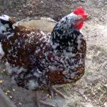 CountRad Count Chickens: Disgrifiad a Gofal, Rheolau gwanhau 6146_7
