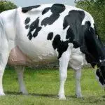Πόσα βοσκοτόπια χρειάζονται σε μια αγελάδα: το ποσό του εκτάριο της γης για βόσκηση 614_1
