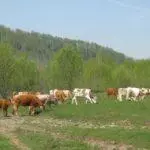 1牛に必要な牧草地：放牧地球のヘクタールの量 614_3