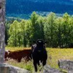 Πόσα βοσκοτόπια χρειάζονται σε μια αγελάδα: το ποσό του εκτάριο της γης για βόσκηση 614_4