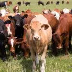 Berapa banyak padang rumput yang dibutuhkan pada satu sapi: jumlah hektar bumi untuk penggembalaan 614_5