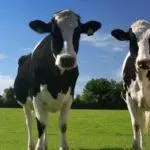 Hur många betesmarker behövs på en ko: mängden hektar av jorden för betning 614_6