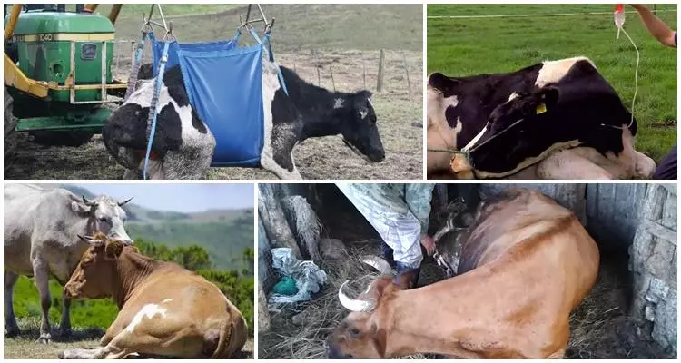 Како подићи краву након села без витла