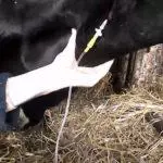 Kumaha cara ngumpulkeun sapi saatos naék tanpa winch: gejala sareng perlakuan 6150_12