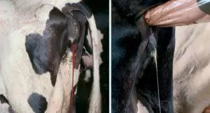 Vaginīta cēloņi un simptomi govīm, liellopu ārstēšana un profilakse