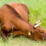 Kako podići kravu nakon penjanja bez vitla: simptomi i liječenje 6150_4