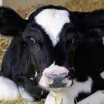 Comment élever une vache après l'escalade sans treuil: symptômes et traitement 6150_5