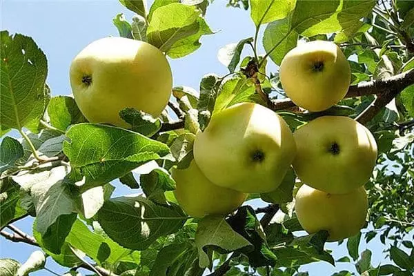 תפוחים על עץ