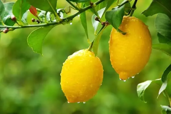 ಶಾಖೆಯ ಮೇಲೆ ನಿಂಬೆಹಣ್ಣುಗಳು