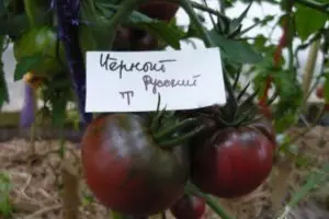 Opis rajčica rajčica crna ruska, žetva i uzgoj
