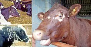 Mga sintomas ng isang ringworm depriving at pamahid para sa paggamot ng calf sa bahay