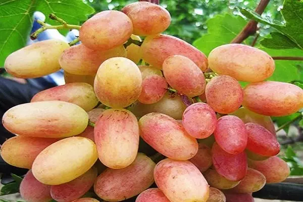 Sensación de uvas