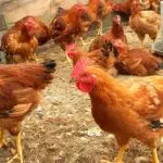 Histomonosi de pollastres: causes i símptomes, mètodes de tractament i prevenció 6163_2