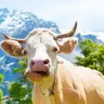Зашто кашаљ крава: узроци и лечење код куће 6165_10