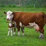 Zašto kašljanje krava: uzroci i liječenje kod kuće 6165_3