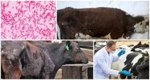 Simptome și diagnosticarea paratuberculozei la bovine, instrucțiuni de tratament