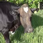 Чому корова кашляє: причини і лікування в домашніх умовах 6165_9